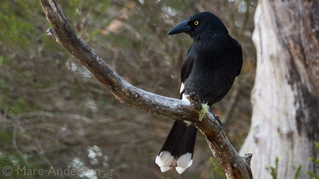 Currawong Concerto, Macleay River Valley, NSW, Australia