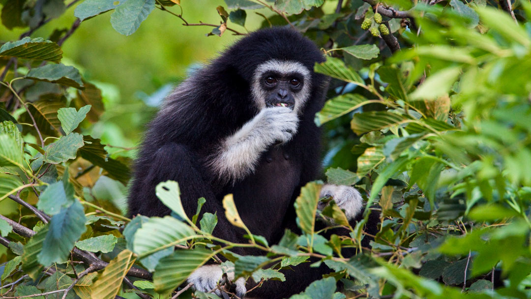 White-handed Gibbon Singing
