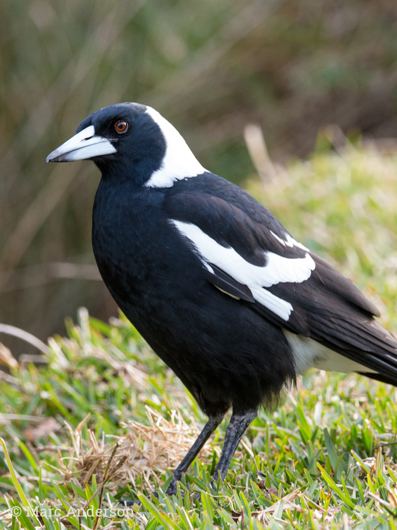 Australian Magpie - Song & Calls | Wildlife Sounds by Wild Ambience