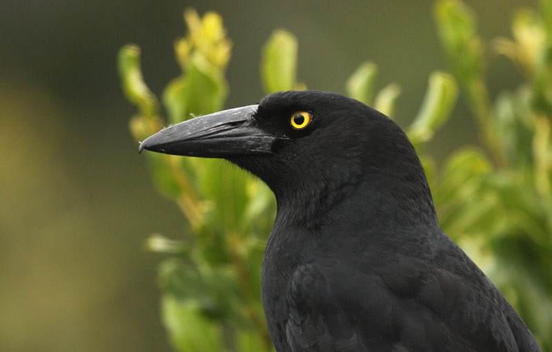 Pied Currawong Song And Calls Wildlife Sounds By Wild Ambience
