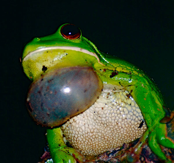 Frog Calls - White-lipped Tree Frog | Wildlife Sounds by Wild Ambience