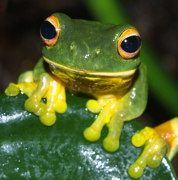 Frog Calls - Orange-thighed Frog | Wildlife Sounds by Wild Ambience