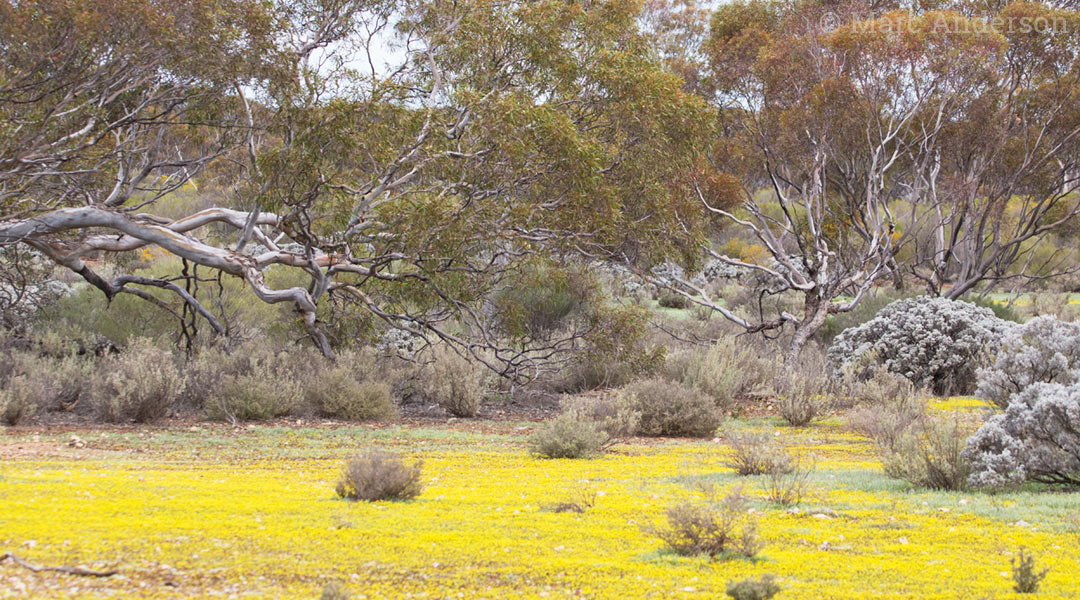 Birdsong of the Australian Bush | Wild Ambience Nature Sounds