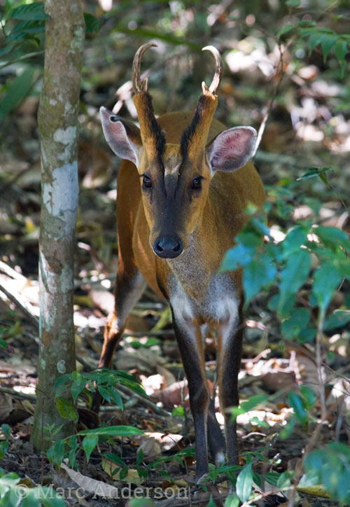 Barking Deer (Muntjac) Sounds | Wild Ambience Nature Sounds