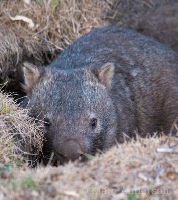 Wombat Calls and Sounds | Wildlife Sounds by Wild Ambience