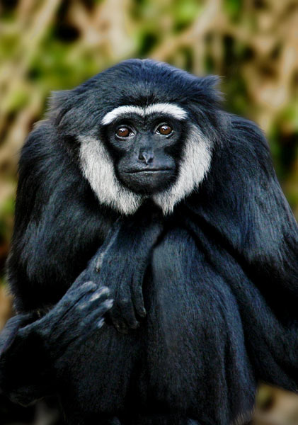 Agile Gibbon Sounds & Calls | Wild Ambience Nature Sounds