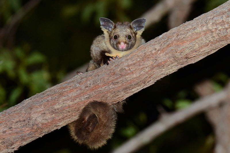 Night Sounds of the Australian Bush - Yellow-bellied Glider