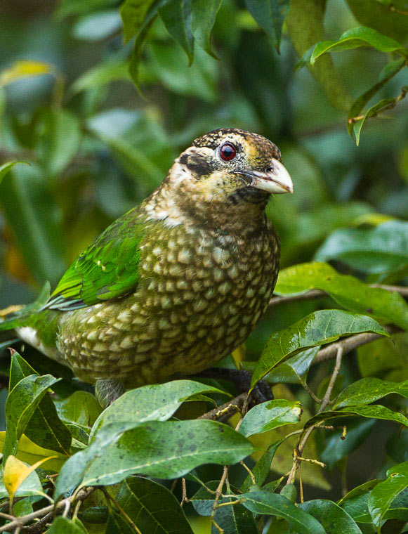 Spotted Catbird Calls | Wildlife Sounds by Wild Ambience